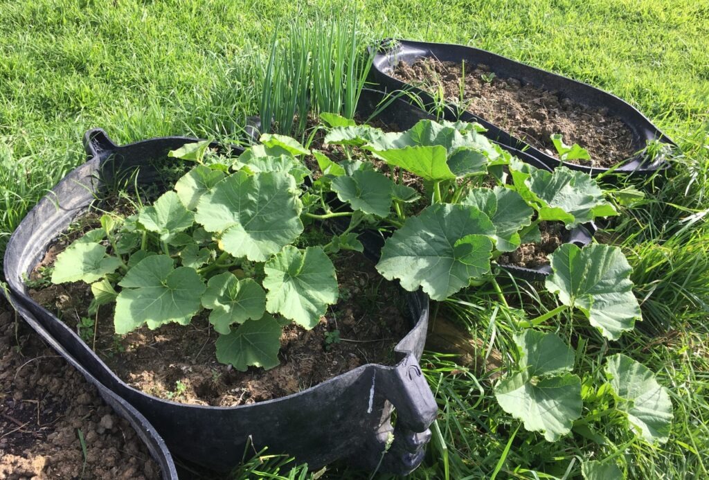 We found the best use for a mussel buoy—ever! - Amazing Everything