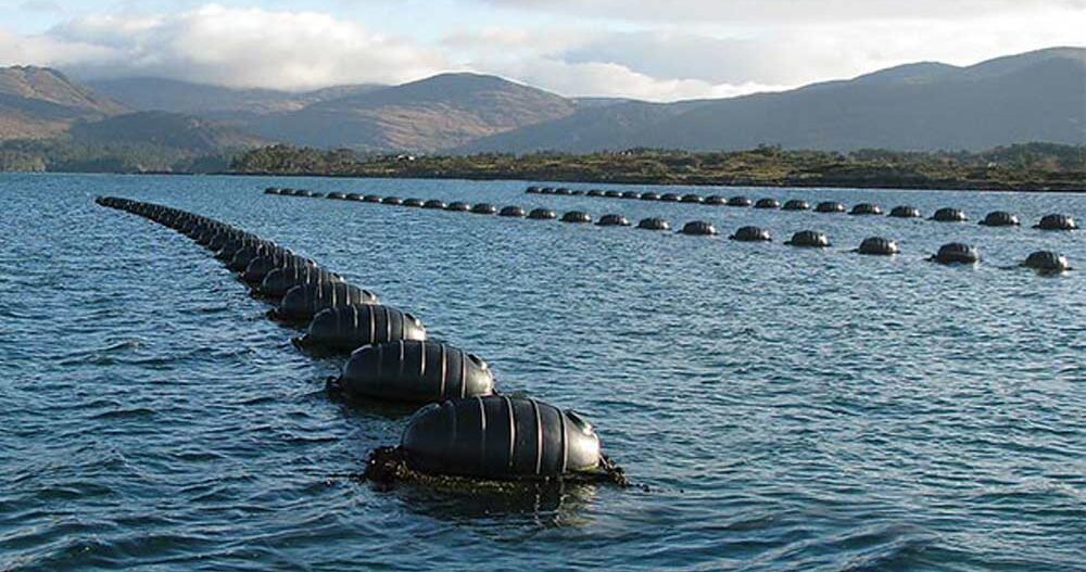 We found the best use for a mussel buoy—ever! - Amazing Everything